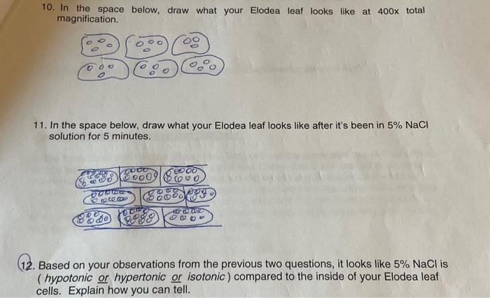 Solved q12） 1. draw what elodea leaf looks like at 400X | Chegg.com