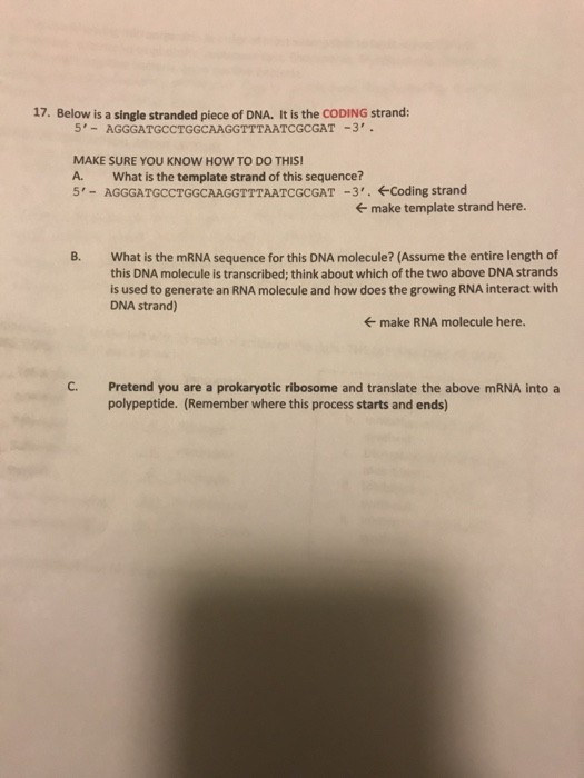 Solved 17. Below is a single stranded piece of DNA. It is | Chegg.com
