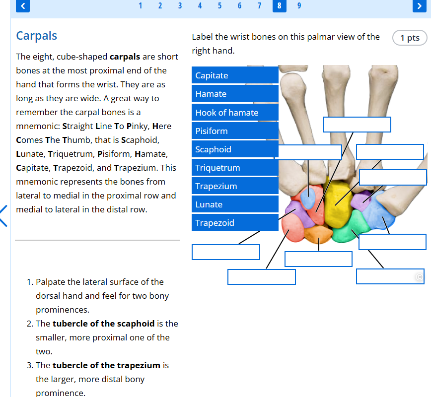 Solved Carpals The eight, cube-shaped carpals are short | Chegg.com