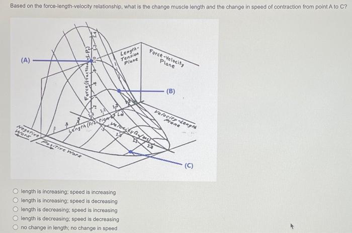 Solved Based on the force-length-velocity relationship, what | Chegg.com