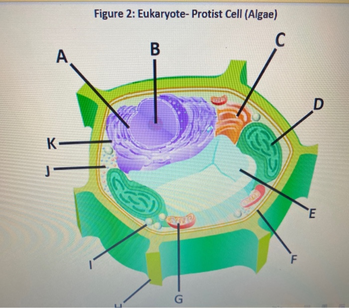 Experiment 1: Agar Plate Preparation and Bacterial | Chegg.com
