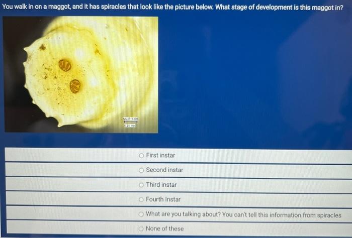 Solved You walk in on a maggot, and it has spiracles that | Chegg.com