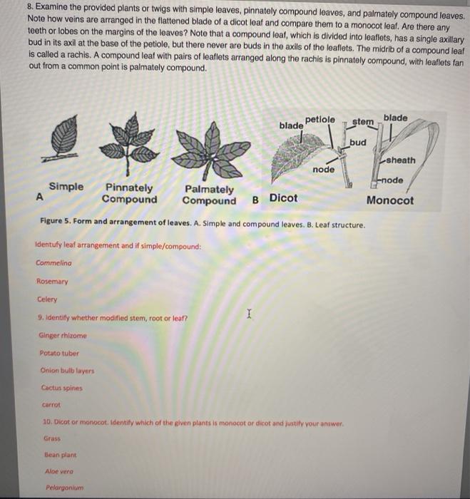 Solved 8. Examine the provided plants or twigs with simple | Chegg.com