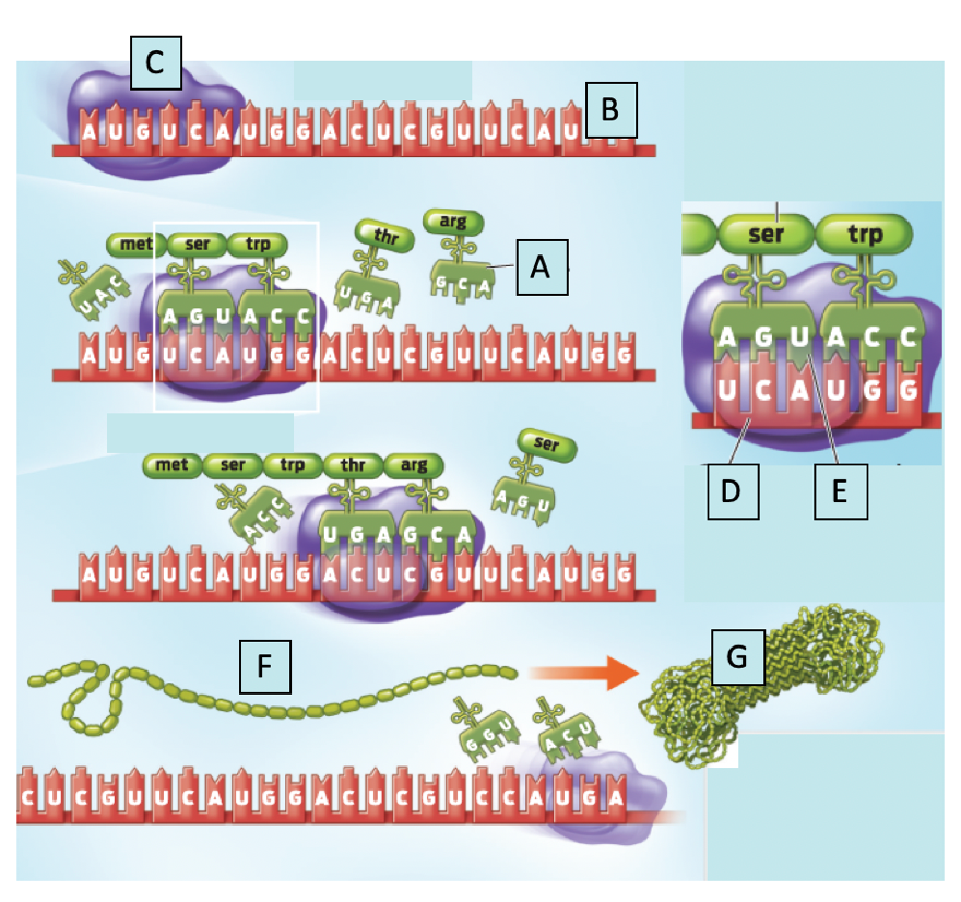 Solved Based on the sequence of the mRNA strand shown in the | Chegg.com