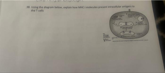 Solved 38. Using the diagram below, explain how MHCI | Chegg.com