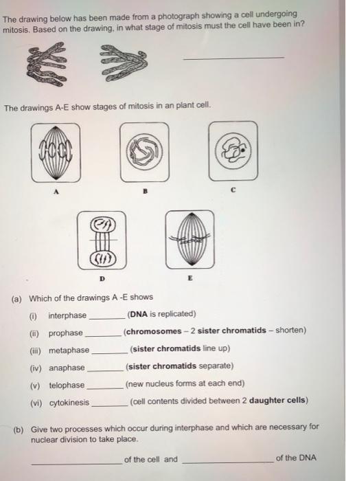 Stages Of Mitosis In Plant Cells Diagram