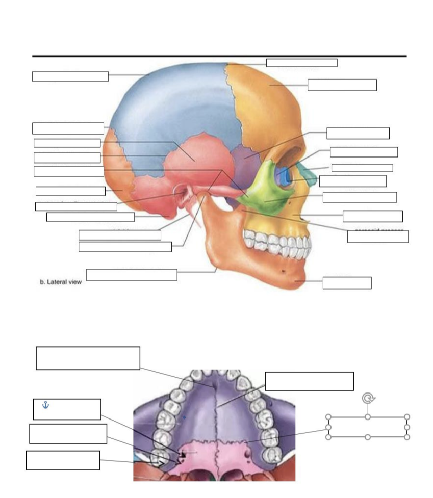 Solved Please Label the Structures | Chegg.com