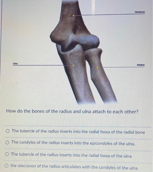 Solved How do the bones of the radius and ulna attach to | Chegg.com