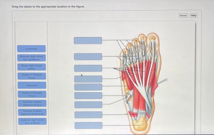 Solved Assignments. Appendicular muscles. Lower limbs. Drag | Chegg.com
