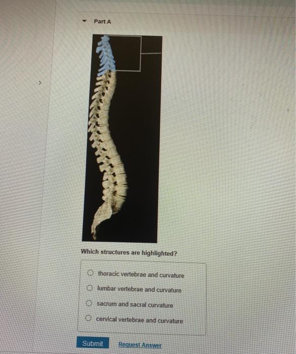 Solved V Part A > Which structures are highlighted? O | Chegg.com
