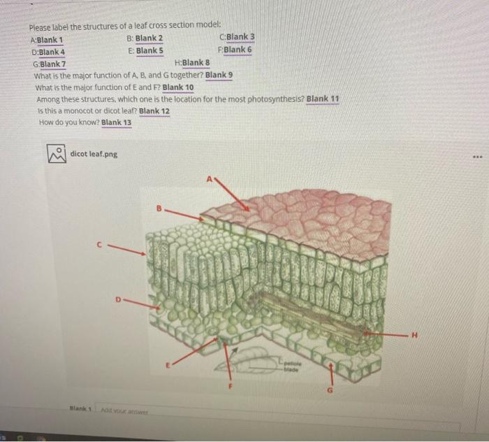Solved Please label the structures of a leaf cross section | Chegg.com
