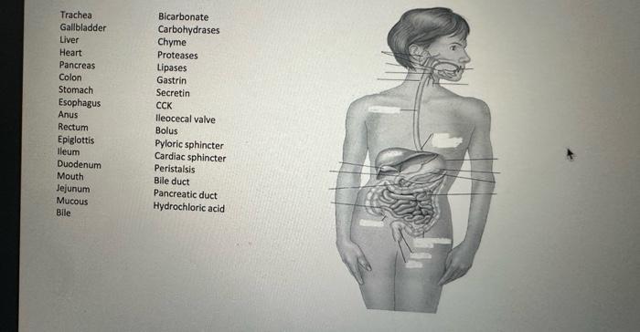 Solved Use arrows, symbols to provide a complete overview of | Chegg.com
