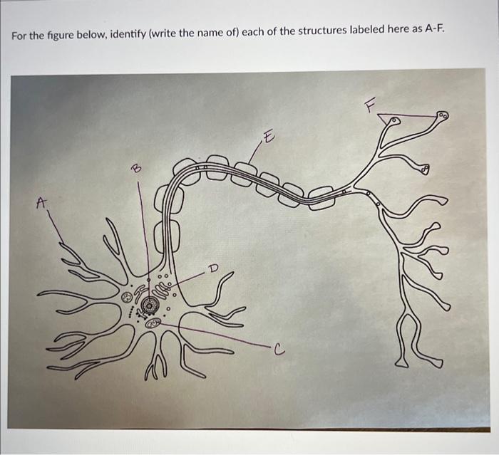 Solved For the figure below, identify (write the name of) | Chegg.com