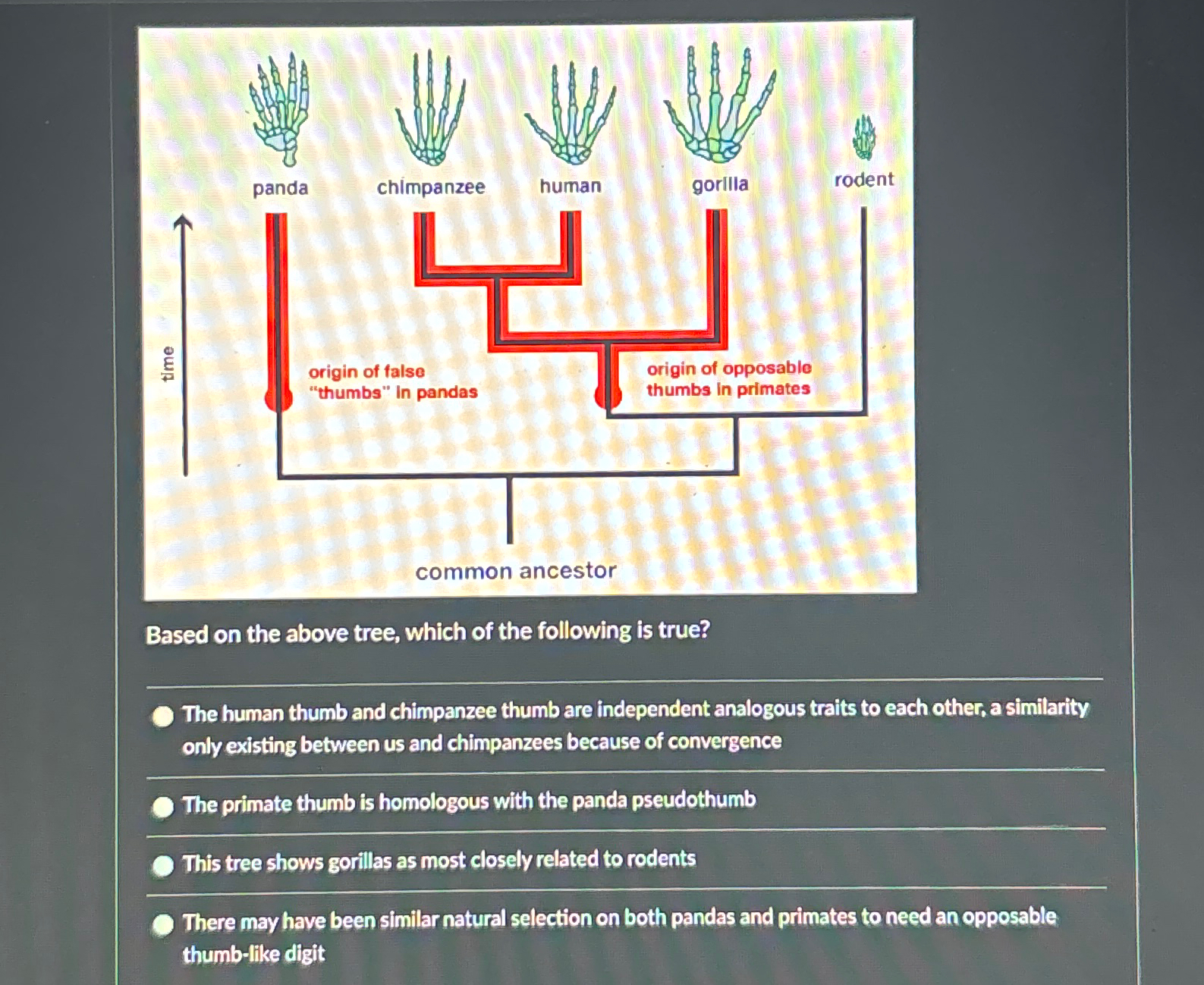 Solved common ancestorBased on the above tree, which of the | Chegg.com