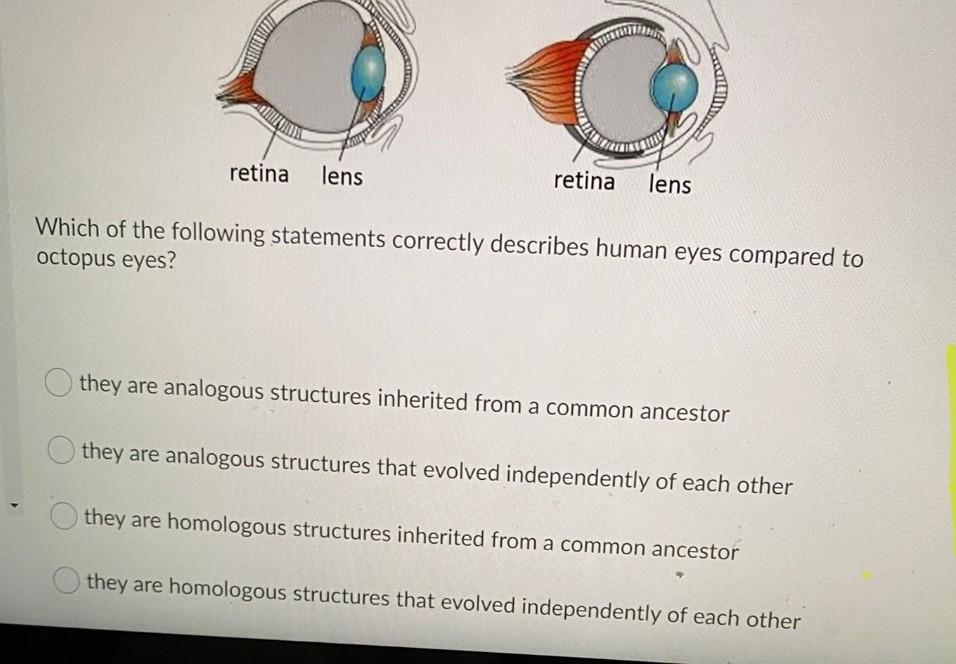 Solved Vertebrates (such as humans) and octopuses both have | Chegg.com