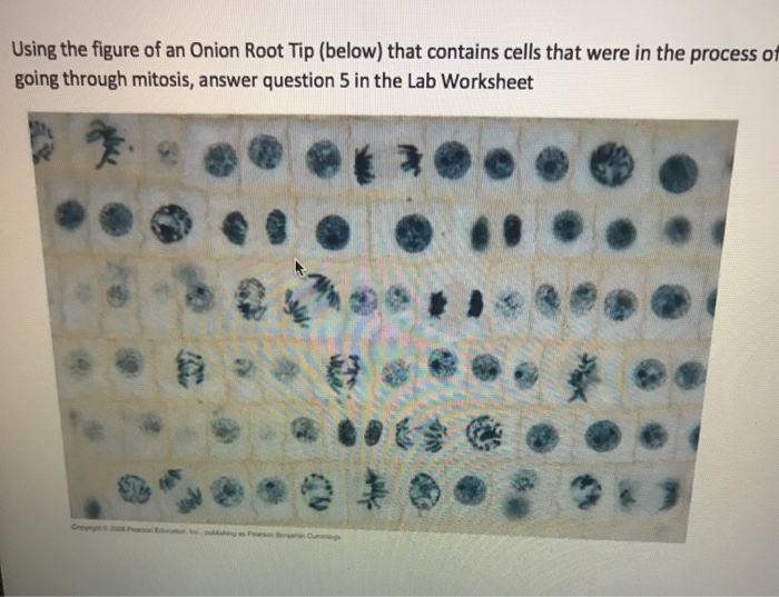 Solved Using The Figure Of An Onion Root Tip below That Chegg Solved Using The Figure Of An Onion Root Tip below That Chegg