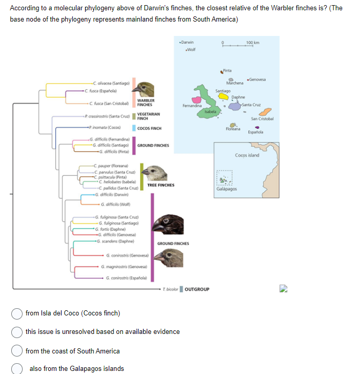 Solved According to a molecular phylogeny above of Darwin's | Chegg.com