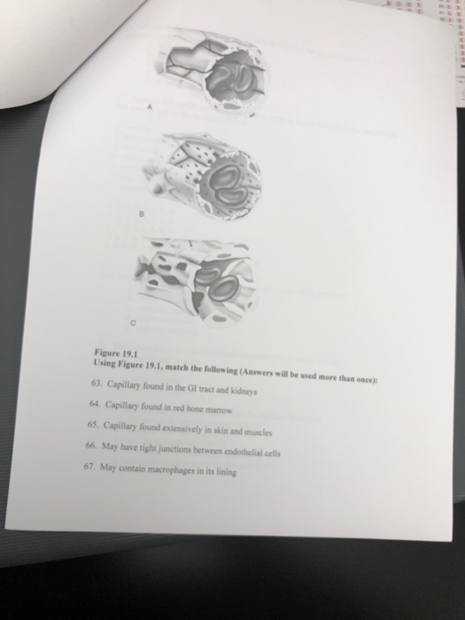 Solved Figure 19.1 Using Figure 19.1, match the following | Chegg.com