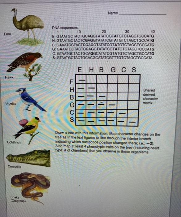 Solved Name Emu DNA sequences: 10 20 30 40 E: | Chegg.com