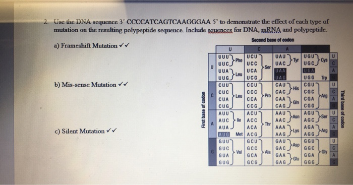 Solved 2. Use the DNA sequence 3 CCCCATCAGTCAAGGGAA 5' to | Chegg.com
