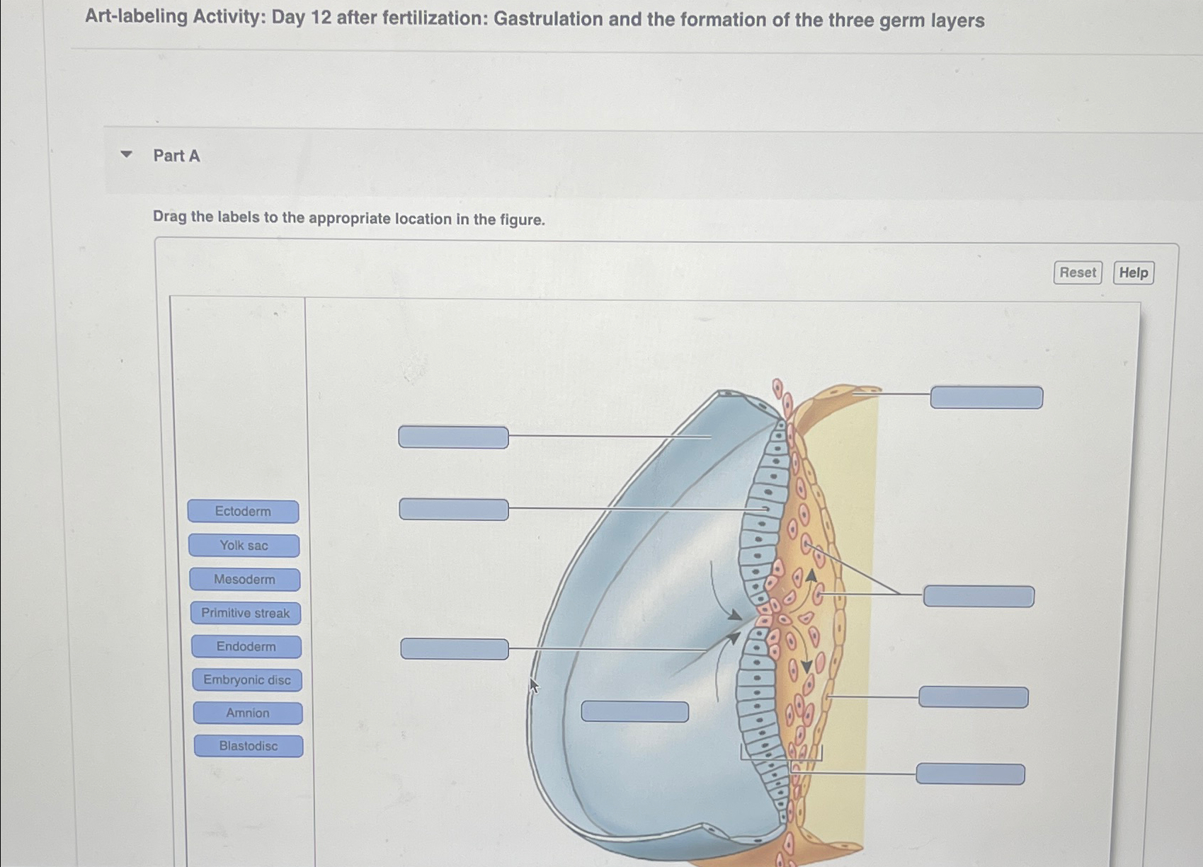Solved Art-labeling Activity: Day 12 ﻿after fertilization: | Chegg.com