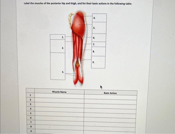 Label the muscles of the posterior hip and thigh, and | Chegg.com