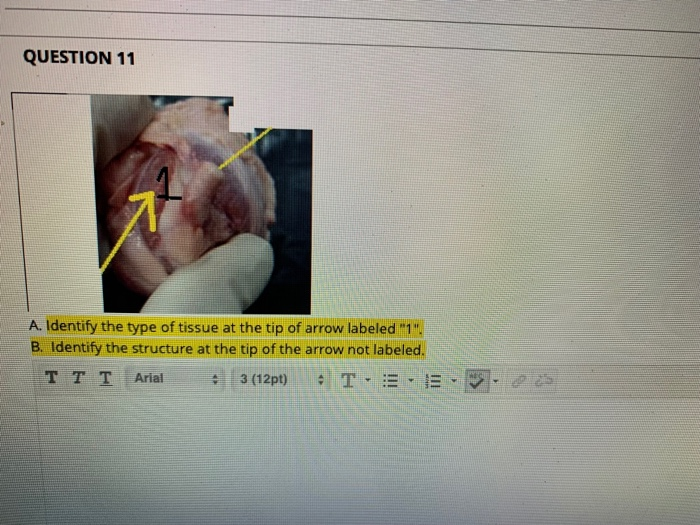 Solved QUESTION 11 A. Identify the type of tissue at the tip | Chegg.com