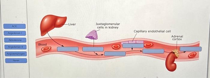 Solved ACE Angiotensin I Aldosterone Angiotensin II | Chegg.com
