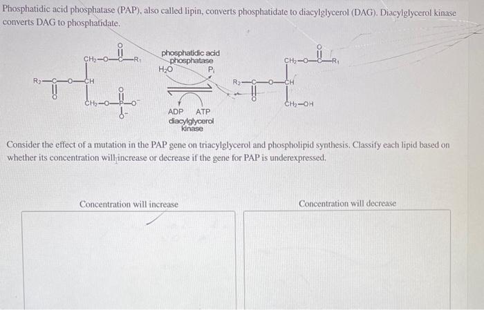 [Solved]: hosphatidic acid phosphatase (PAP), also called l
