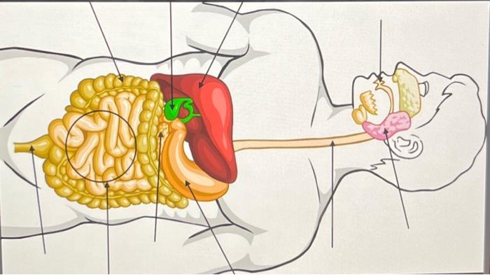 Solved Complete the activity (Digestive System | Chegg.com