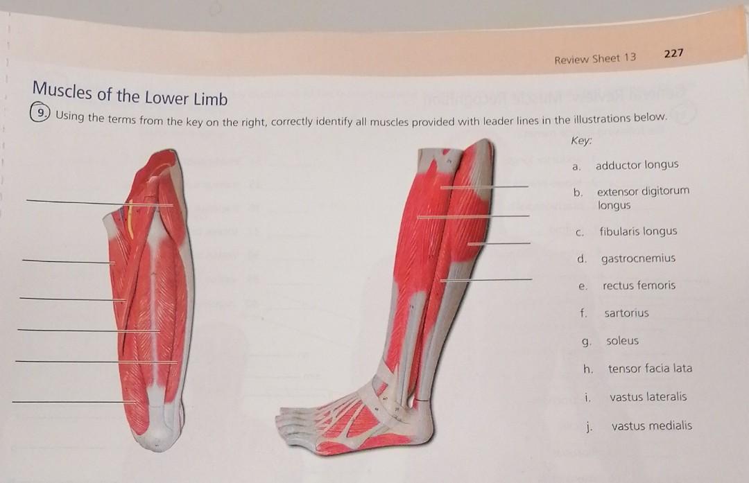 Solved 227 Review Sheet 13 Muscles of the Lower Limb 9 Using | Chegg.com