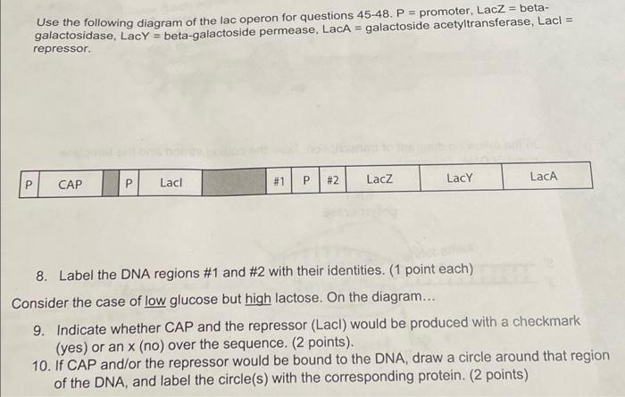 Solved Use the following diagram of the lac operon for | Chegg.com