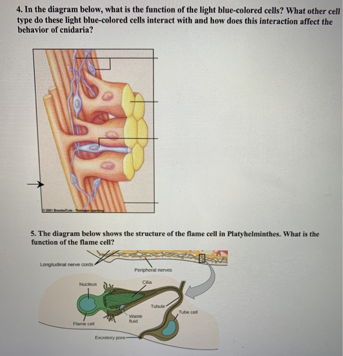 Solved 4. In the diagram below, what is the function of the | Chegg.com