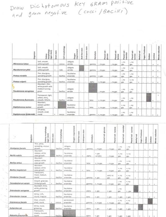 Draw Dichotomous key GRAM positive and gram negative | Chegg.com