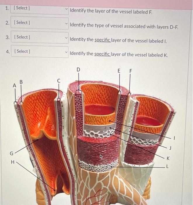 Solved 1. Identify the layer of the vessel labeled F. 2. | Chegg.com