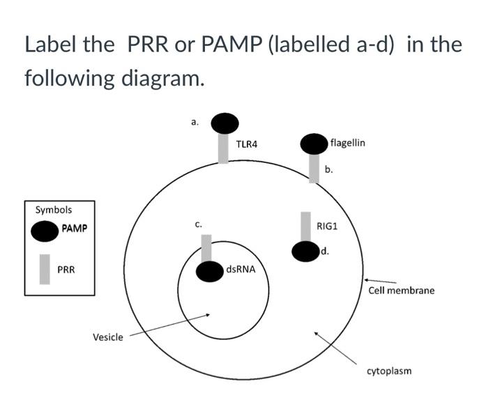 Solved Label the PRR or PAMP (labelled a-d) in the following | Chegg.com