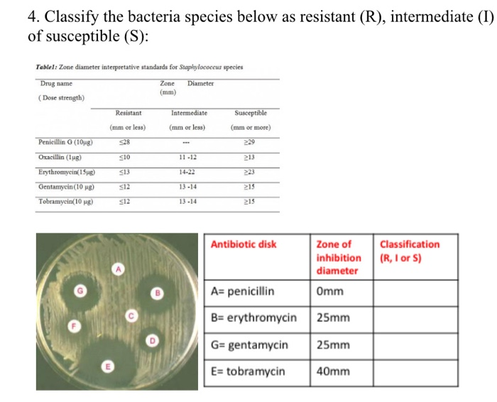 Solved 4. Classify the bacteria species below as resistant | Chegg.com