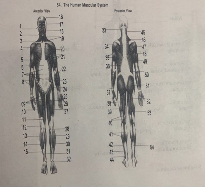 Labeled Muscular System Back View