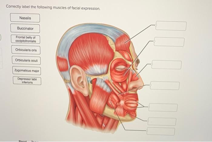 Solved Correctly label the following muscles of facial | Chegg.com
