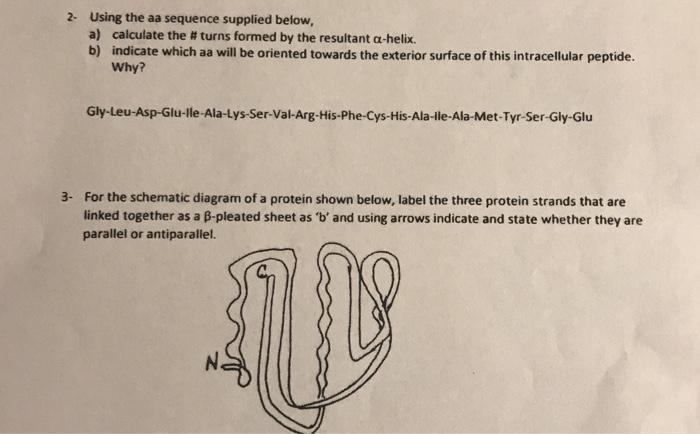 Solved 2. Using the aa sequence supplied below, a) calculate | Chegg.com