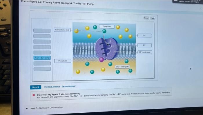Focus Figure 3.2: Primary Active Transport: The Na+K+ | Chegg.com