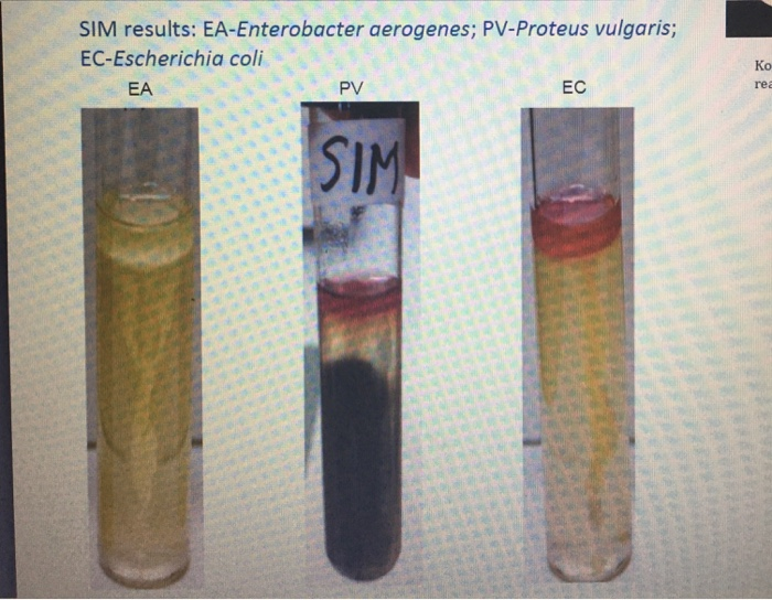 Solved Urease results: PA- Pseudomonas aeruginosa; | Chegg.com