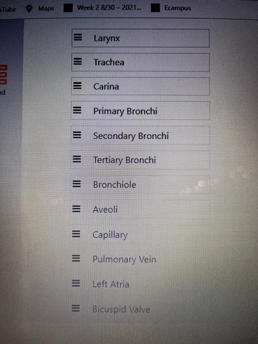 Solved 5. Put the following structures in order as a | Chegg.com