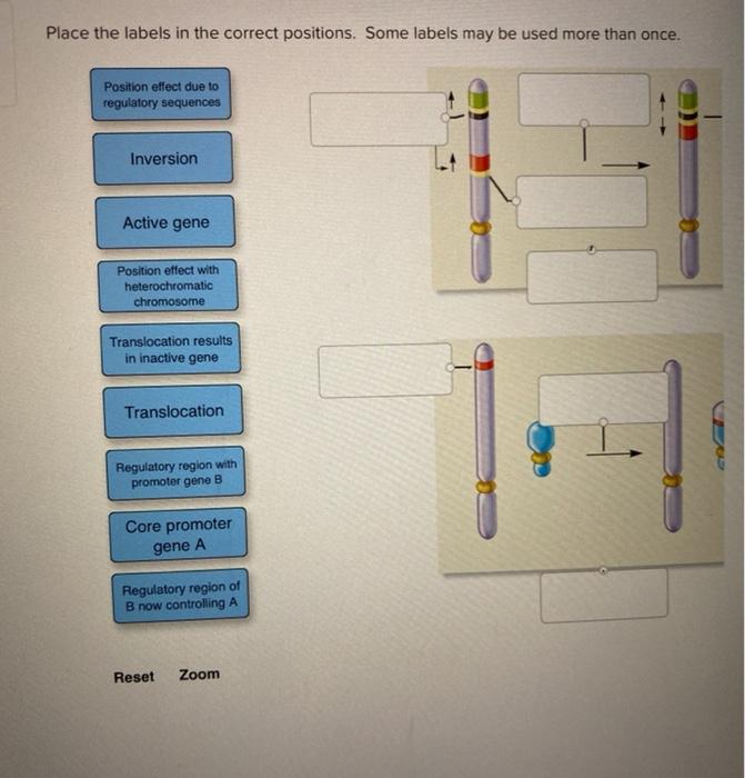 Solved Place the labels in the correct positions. Some | Chegg.com