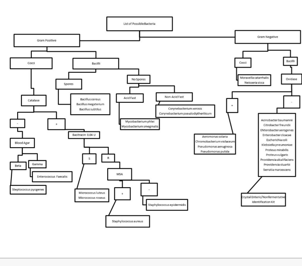 Solved Based off of the flow chart as well as the photos can | Chegg.com