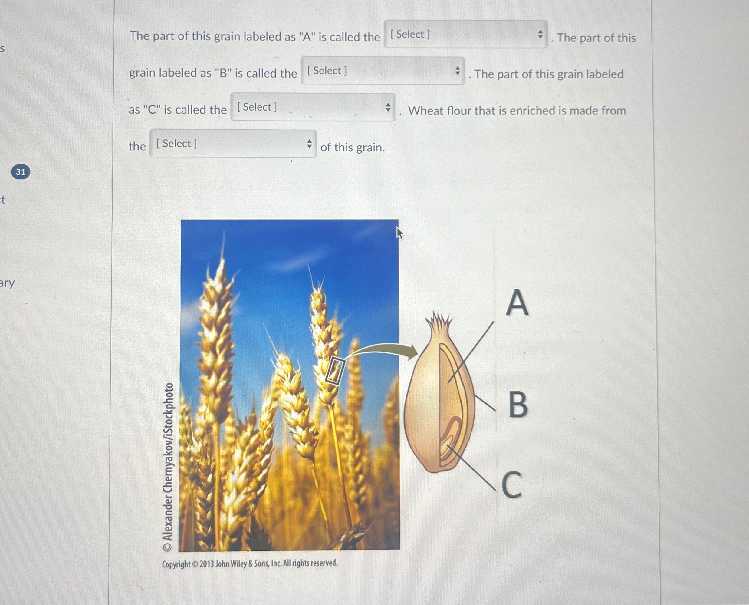 Solved The part of this grain labeled as " A " ﻿is called | Chegg.com