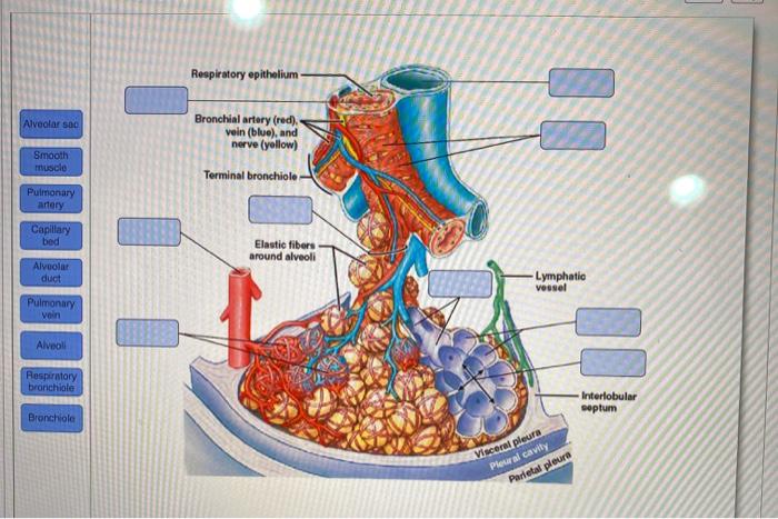 Solved Respiratory epithelium Alveolar 500 Bronchial artery | Chegg.com