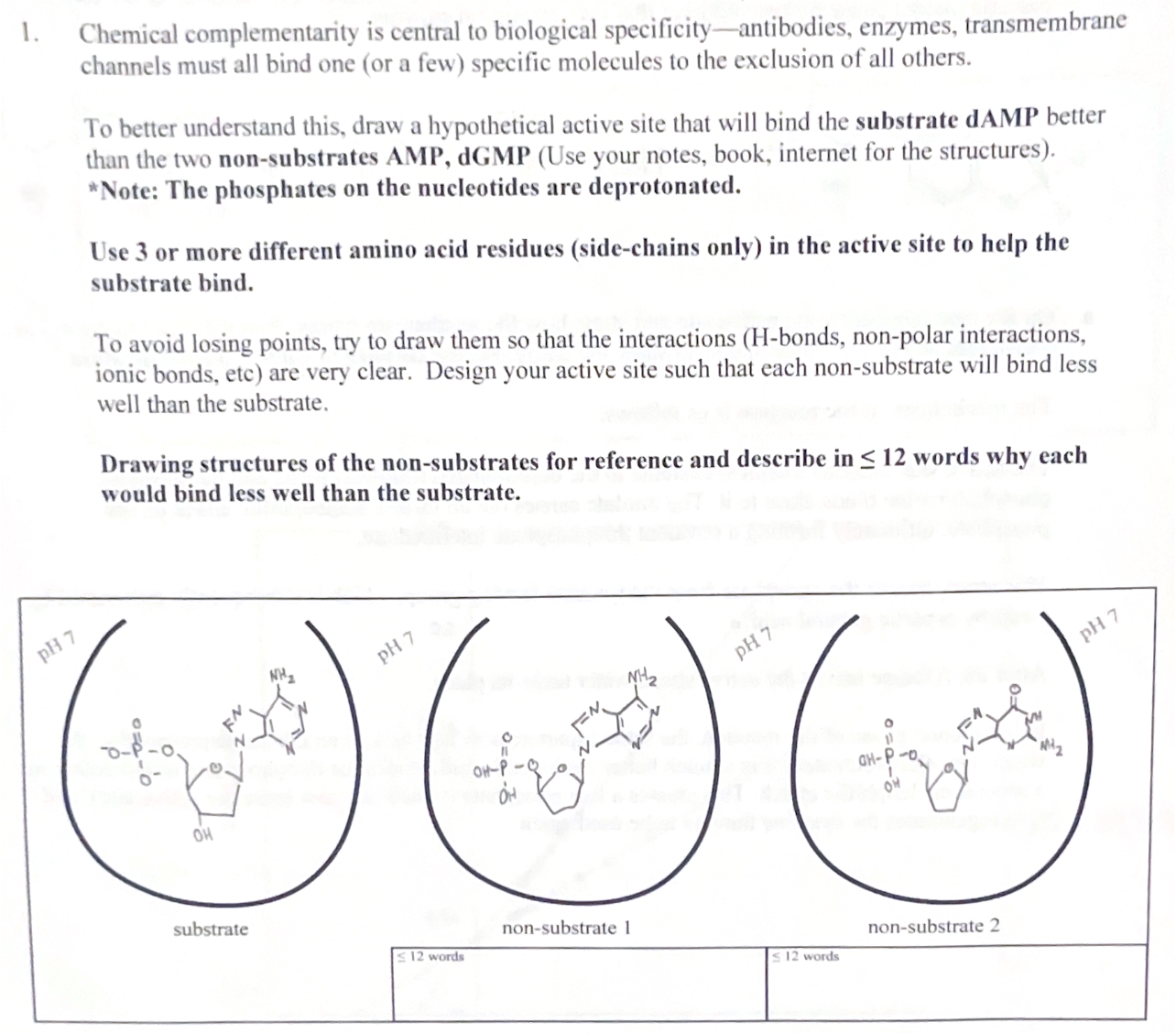 Solved Chemical complementarity is central to biological | Chegg.com