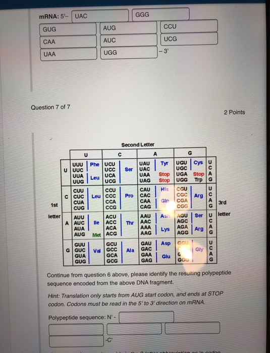 Solved GGG UAC MRNA: 5- CCU AUG GUG UCG AUC CAA -3 UGG UAA | Chegg.com