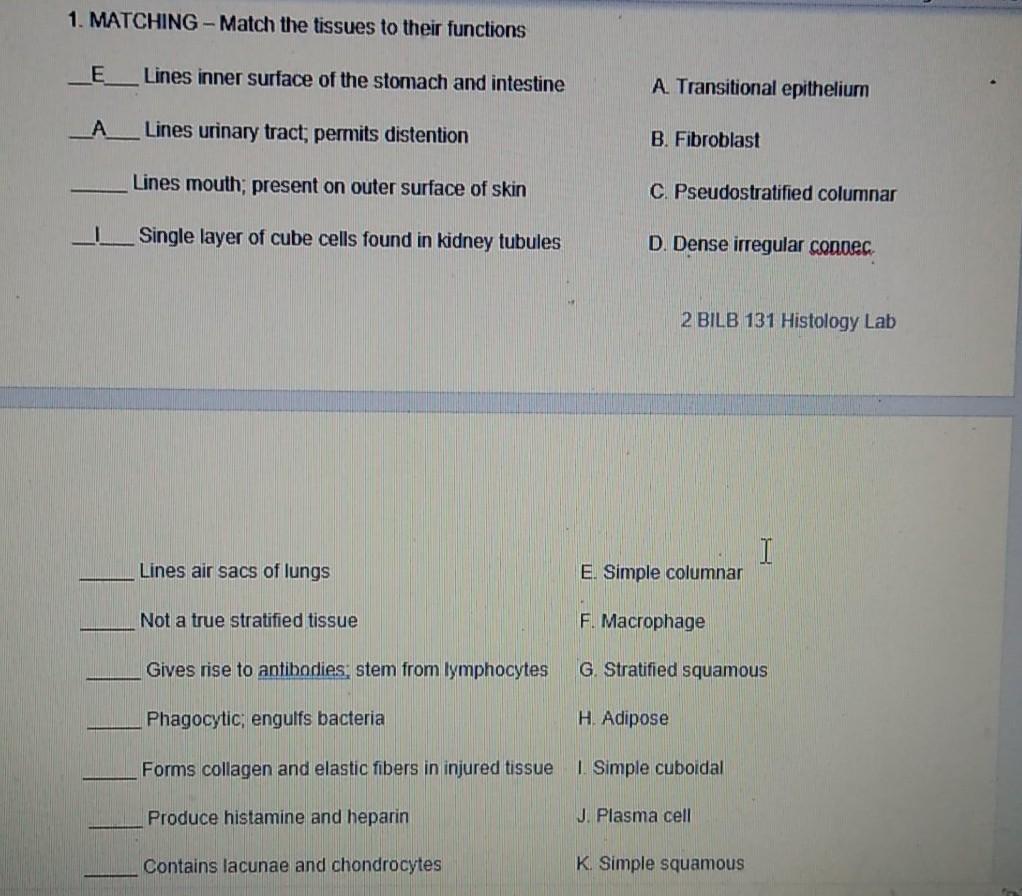 Solved 1. MATCHING-Match the tissues to their functions E | Chegg.com